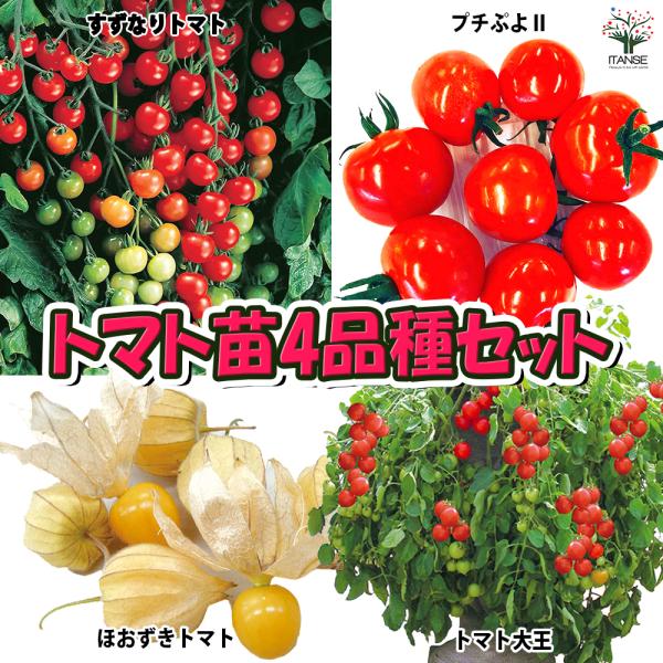 人気のトマト苗 3品種に人気のゴールデンベリーを加えたお買い得苗セット！トマト苗でどれを育てるか迷った場合にオススメ！人気品種ばかりを集めましたので、プレゼントにもオススメです！【セット商品の品種】・トマト大王・すずなりトマト・プチぷよII...