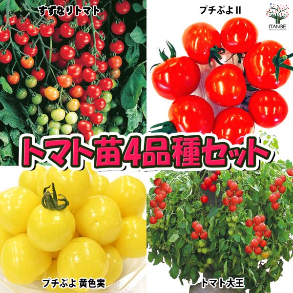 人気のトマト苗 4品種のお買い得セット！トマト苗でどれを育てるか迷った場合にオススメ！人気品種ばかりを集めましたので、プレゼントにもオススメです！【セット商品の品種】・トマト大王・すずなりトマト・プチぷよII（登録品種:品種名:プチぷよ P...