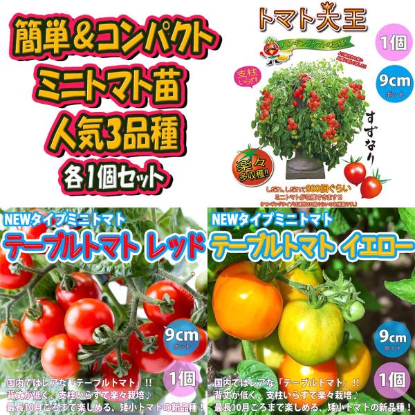 人気の場所いらず楽々栽培！コンパクトトマト苗 人気3品種セット！矮性トマトのお買い得セット！矮性品種の人気苗ばかりを集めましたので、育てる場所が少ない方にオススメ！【セット商品の品種】・トマト大王・テーブルトマト 赤実・テーブルトマト 黄色...