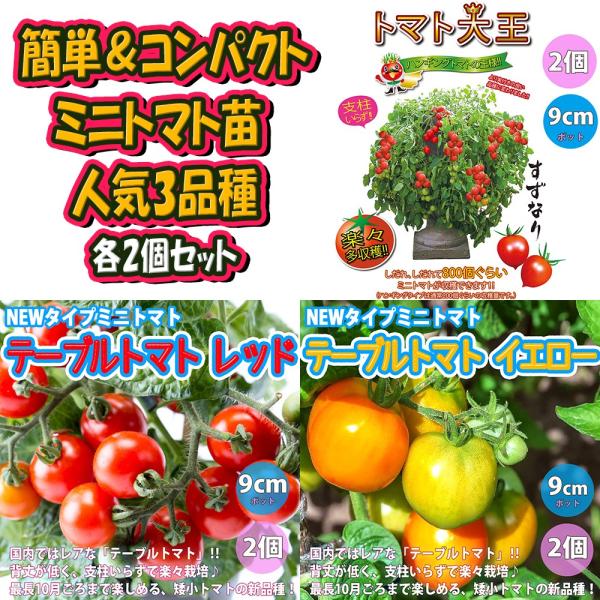 人気の場所いらず楽々栽培！コンパクトトマト苗 人気3品種セット！矮性トマトのお買い得セット！矮性品種の人気苗ばかりを集めましたので、育てる場所が少ない方にオススメ！【セット商品の品種】・トマト大王・テーブルトマト 赤実・テーブルトマト 黄色...