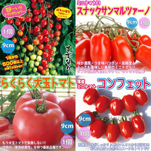 人気のトマト品種と当店が絶対オススメする「トマト苗8品種」バラエティーセット！人気品種と数あるトマト品種の中で、当店が絶対にオススメする品種のバラエティーセットです！どれを育てていいか悩んでいる方にオススメです！【セット商品の品種】・すずな...