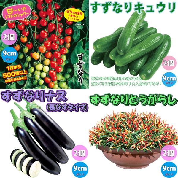 人気の"すずなり"野菜苗のお買い得4品種セット！色々な野菜苗をたくさん収穫したい場合にオススメ！人気品種ばかりを集めましたので、プレゼントにもオススメです！【セット商品の品種】・すずなりトマト・すずなりキュウリ・すずなりナス・すずなりとうが...