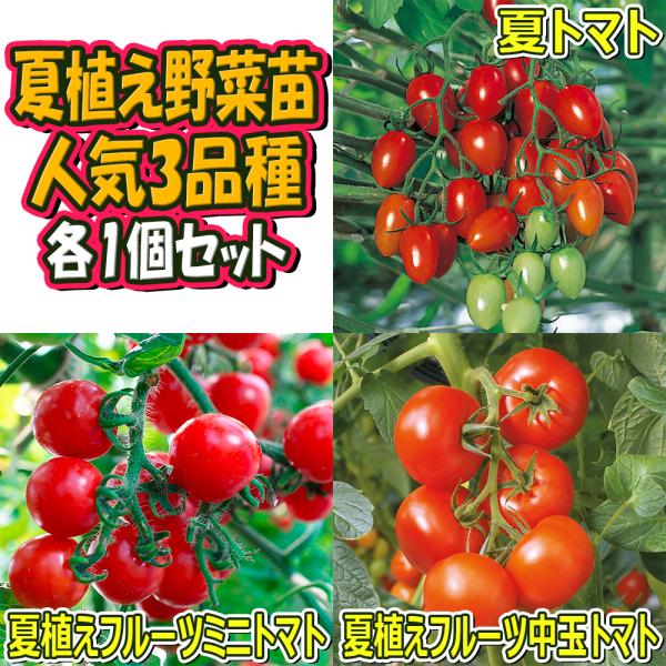夏植え野菜苗は、真夏の暑さ、秋の日照時間の短い季節や、弱光線でも開花結実しやすい強健な品種です！トマトはアンデスの高地が原産なので、本来、酷暑や日本の梅雨の湿気には弱い作物ですが「夏トマトシリーズ」は日本の酷暑や梅雨の湿気にも耐えるように改...