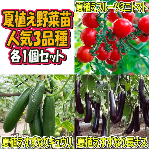 夏植え野菜苗は、真夏の暑さ、秋の日照時間の短い季節や、弱光線でも開花結実しやすい強健な品種です！【検索キーワード】野菜苗 ガーデニング 家庭菜園 ベランダ 露地栽培 簡単栽培 ハウス栽培 ベランダ菜園 農園 天然 庭植え 新鮮 収穫 プラン...