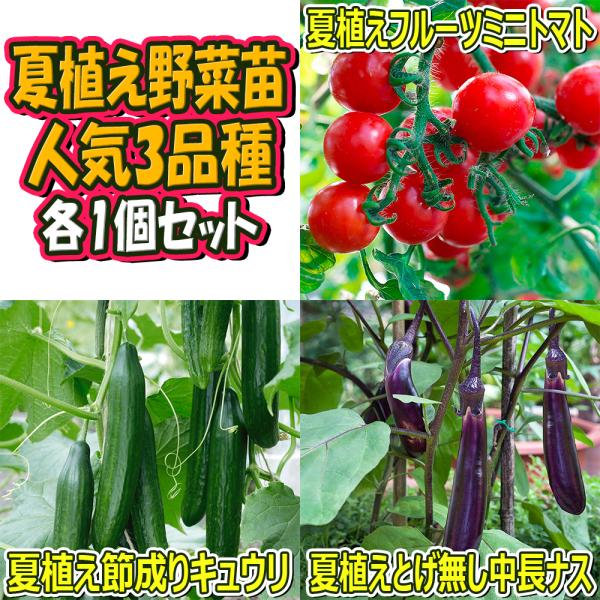 夏植え野菜苗は、真夏の暑さ、秋の日照時間の短い季節や、弱光線でも開花結実しやすい強健な品種です！【検索キーワード】野菜苗 ガーデニング 家庭菜園 ベランダ 露地栽培 簡単栽培 ハウス栽培 ベランダ菜園 農園 天然 庭植え 新鮮 収穫 プラン...