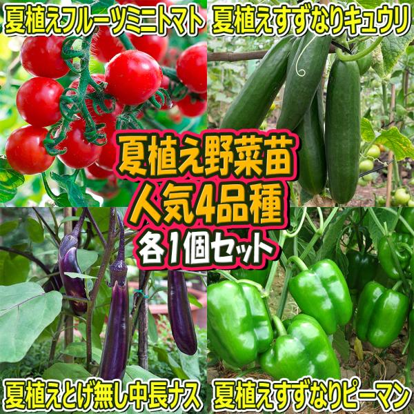 夏植え野菜苗は、真夏の暑さ、秋の日照時間の短い季節や、弱光線でも開花結実しやすい強健な品種です！【検索キーワード】野菜苗 ガーデニング 家庭菜園 ベランダ 露地栽培 簡単栽培 ハウス栽培 ベランダ菜園 農園 天然 庭植え 新鮮 収穫 プラン...