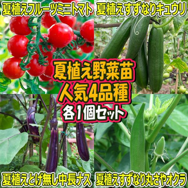 夏植え野菜苗は、真夏の暑さ、秋の日照時間の短い季節や、弱光線でも開花結実しやすい強健な品種です！【検索キーワード】野菜苗 ガーデニング 家庭菜園 ベランダ 露地栽培 簡単栽培 ハウス栽培 ベランダ菜園 農園 天然 庭植え 新鮮 収穫 プラン...