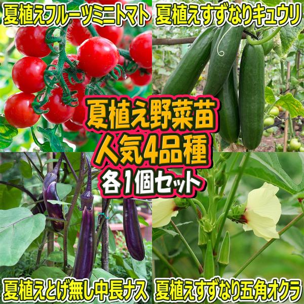 夏植え野菜苗は、真夏の暑さ、秋の日照時間の短い季節や、弱光線でも開花結実しやすい強健な品種です！【検索キーワード】野菜苗 ガーデニング 家庭菜園 ベランダ 露地栽培 簡単栽培 ハウス栽培 ベランダ菜園 農園 天然 庭植え 新鮮 収穫 プラン...