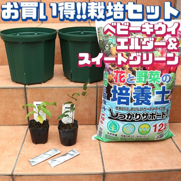 人気の「ベビーキウイ苗」「スリット鉢」「花と野菜の培養土」「スティック肥料」のお買い得セット！【セット内容】・ベビーキウイ エルダー＆スイートグリーン9cmポット苗各1個・スリット鉢8号2個・培養土12L・スティック肥料2本【検索キーワード...