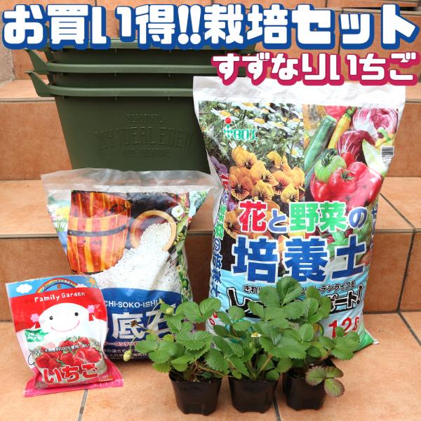 人気の「すずなりいちご苗」「スリット鉢」「花と野菜の培養土」「鉢底石」「いちごの肥料」のお買い得セット！【セット内容】・すずなりいちご9cmポット苗3個・取っ手付プランターM カーキ3個・培養土12L1個・鉢底石5L・いちごの肥料1個【検索...
