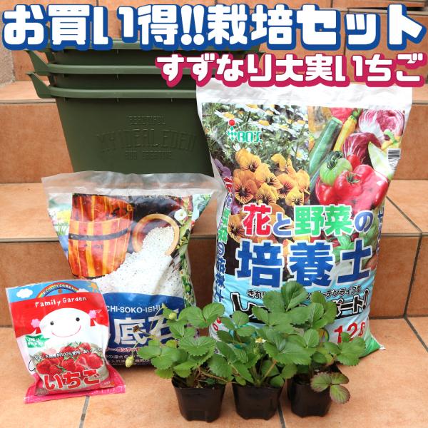 人気の「すずなり大実いちご苗」「スリット鉢」「花と野菜の培養土」「鉢底石」「いちごの肥料」のお買い得セット！【セット内容】・すずなり大実いちご10.5cmポット苗3個・取っ手付プランターM カーキ3個・培養土12L1個・鉢底石5L・いちごの...