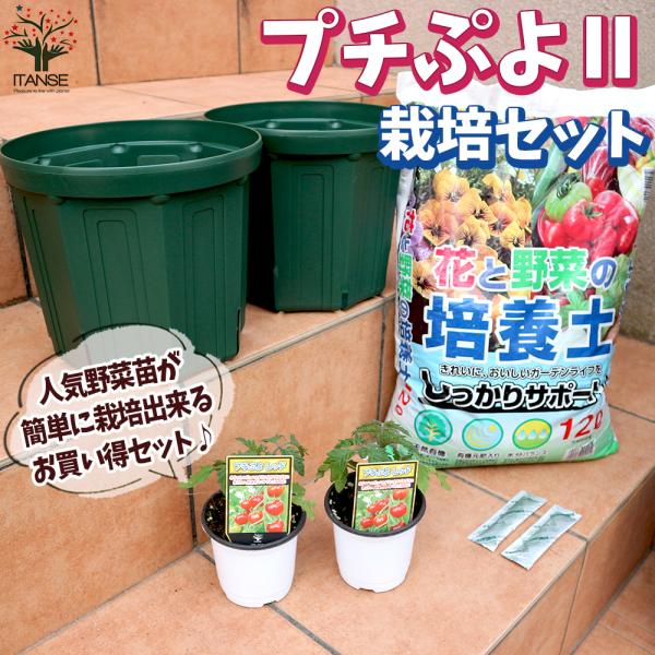 ■セット内容：プチぷよII 3号〜3.5号2個・スリット鉢8号2個・培養土12L・スティック肥料2個※支柱は別途必要になります。【プチぷよの特徴】赤ちゃんのポッペのように皮がプヨプヨに柔らかい、新食感ミニトマト!!丸ごと口に放り込むと、熟し...