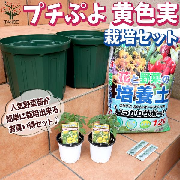 ■セット内容：プチぷよ3号〜3.5号 黄色実2個・スリット鉢8号2個・培養土12L・スティック肥料2個※支柱は別途必要になります。【プチぷよの特徴】赤ちゃんのポッペのように皮がプヨプヨに柔らかい、新食感ミニトマト!!丸ごと口に放り込むと、熟...