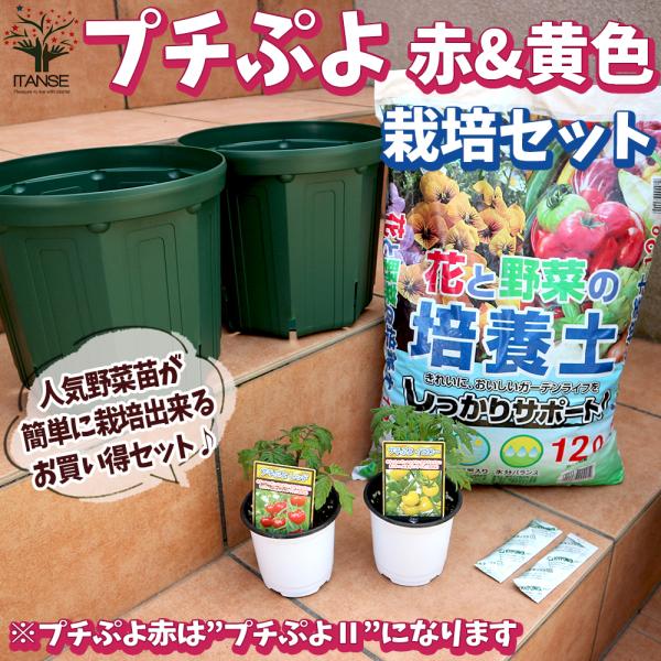 ■セット内容：プチぷよ 3号〜3.5号 プチぷよII/プチぷよ黄色実各1個・スリット鉢8号2個・培養土12L・スティック肥料2個※支柱は別途必要になります。【プチぷよの特徴】赤ちゃんのポッペのように皮がプヨプヨに柔らかい、新食感ミニトマト!...