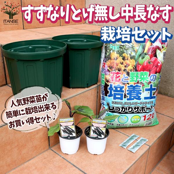 ■セット内容：すずなりとげ無しなす 3号〜3.5号2個・スリット鉢8号2個・培養土12L・スティック肥料2個【すずなりとげ無しなすの特徴】※単為結果(たんいけっか)品種なので確実に実がなります。浅漬けにも加熱調理にも向く万能タイプの中長ナス...