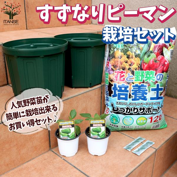 ■セット内容：すずなりピーマン3号〜3.5号2個・スリット鉢8号2個・培養土12L・スティック肥料2個※支柱は別途必要になります。【すずなりピーマンの特徴】草勢旺盛で作りやすく、色艶の良いすずなり多収穫ピーマン！●果重は30g程度の中型ピー...