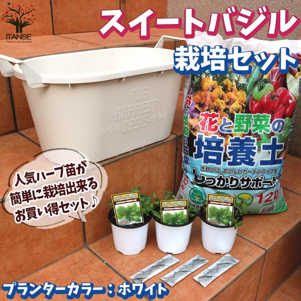 ■セット内容：スイートバジル3号〜3.5号 3個・取手付きプランターLサイズ(白)1個・培養土12L・スティック肥料3個【スイートバジルの特徴】沢山あるバジル品種の中でも香りが良く、一番人気があります。 イタリア料理に多く使われる品種は「バ...