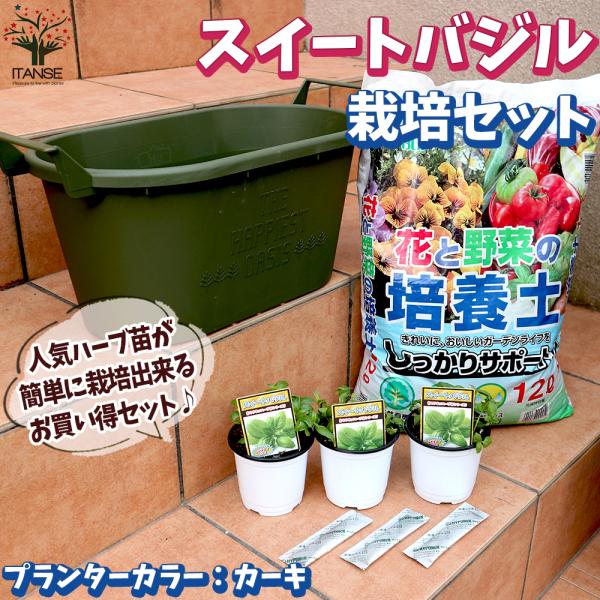 ■セット内容：スイートバジル3号〜3.5号 3個・取手付きプランターLサイズ(カーキ)1個・培養土12L・スティック肥料3個【スイートバジルの特徴】沢山あるバジル品種の中でも香りが良く、一番人気があります。 イタリア料理に多く使われる品種は...