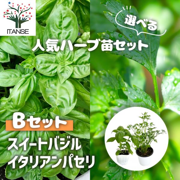 大人気の定番ハーブセットです。どれも人気ハーブで、お好みにあわせてお選びください。【セット内容】 ※各1個Aセット：スイートバジル、青じそBセット：スイートバジル、イタリアンパセリCセット：青じそ、イタリアンパセリDセット：スイートバジル、...