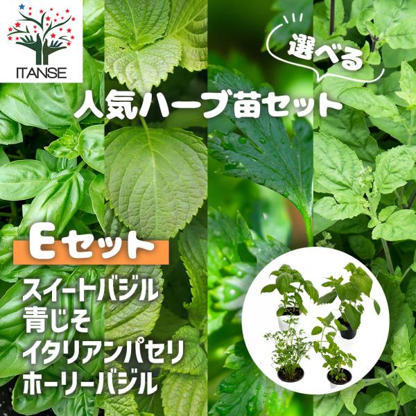 大人気の定番ハーブセットです。どれも人気ハーブで、お好みにあわせてお選びください。【セット内容】 ※各1個Aセット：スイートバジル、青じそBセット：スイートバジル、イタリアンパセリCセット：青じそ、イタリアンパセリDセット：スイートバジル、...