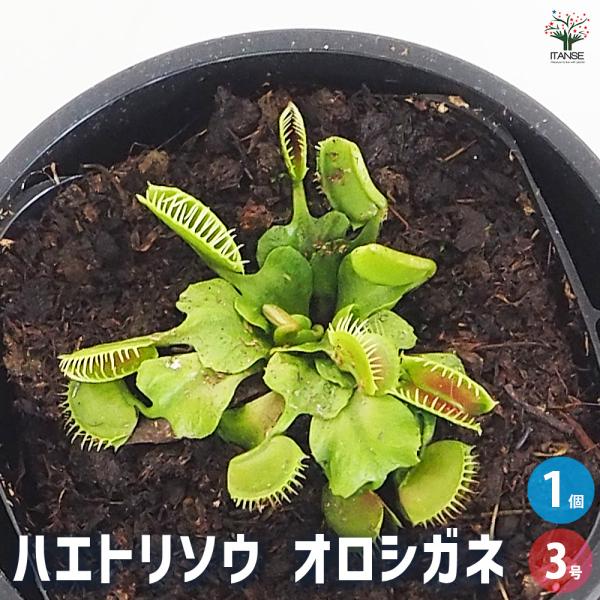 【品種特徴】希少なハエトリソウの品種物で、流通量が非常に少ないです。オロシガネは、葉の柄(葉身と根元をつなぐ部分)が細かいギザギザ状になっている点です。調理器具の「おろし金」に似ていることから「オロシガネ」という名前が付けられました。この形...