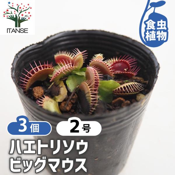 【品種特徴】 食虫植物の中でも特に人気の高いハエトリソウの園芸品種です。 「ビッグマウス」の名前の通り、捕虫葉が非常に大きくなるのが最大の特徴で、迫力満点。 捕虫葉の内側は、日光によく当てることで美しいワインレッドに染まります。 地面を這う...
