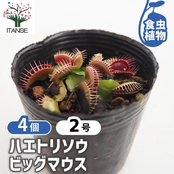 【品種特徴】 食虫植物の中でも特に人気の高いハエトリソウの園芸品種です。 「ビッグマウス」の名前の通り、捕虫葉が非常に大きくなるのが最大の特徴で、迫力満点。 捕虫葉の内側は、日光によく当てることで美しいワインレッドに染まります。 地面を這う...
