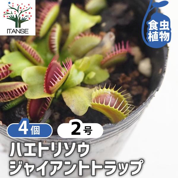 【品種特徴】 食虫植物の中でも特に人気の高いハエトリソウの園芸品種です。 「ジャイアントトラップ」は、その名の通り、捕虫葉が非常に大きくなるのが特徴の品種の一つです。 捕虫葉の内側は、日光によく当てることで美しいワインレッドに染まり、緑色と...
