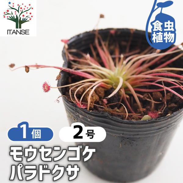 【品種特徴】 葉の表面にある粘液で虫を捕らえる、食虫植物の中でも特に美しい種類です。 「パラドクサ」は、細長い葉を放射状に広げ、日光によく当てることで葉が赤く染まります。 葉先の粘液が、朝露のようにキラキラと輝く姿は非常に幻想的です。 丈夫...