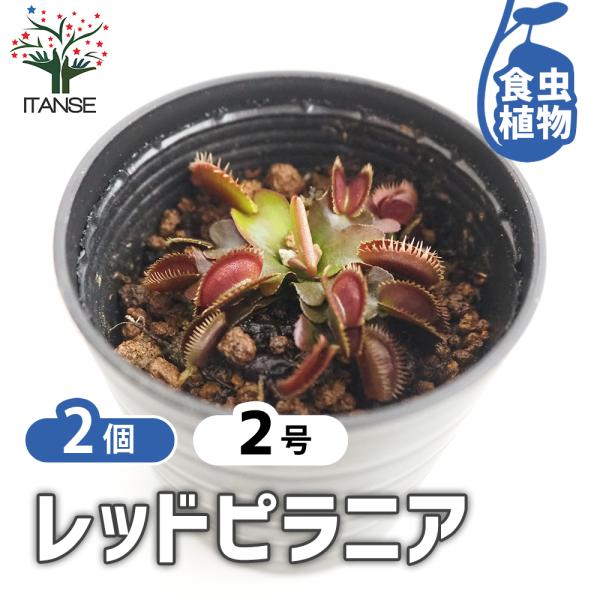 【品種特徴】 数あるハエトリソウの園芸品種の中でも、人気の高い「レッドピラニア」。 南米の肉食魚ピラニアの鋭い歯を思わせる、短く三角形のトゲ(感覚毛)が特徴。 また、日光によく当てることで、捕虫葉の内側が美しいワインレッドに染まります。 虫...