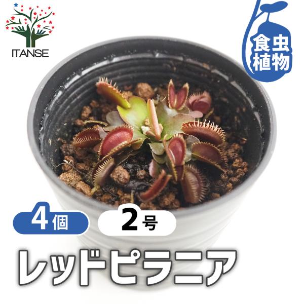 【品種特徴】 数あるハエトリソウの園芸品種の中でも、人気の高い「レッドピラニア」。 南米の肉食魚ピラニアの鋭い歯を思わせる、短く三角形のトゲ(感覚毛)が特徴。 また、日光によく当てることで、捕虫葉の内側が美しいワインレッドに染まります。 虫...