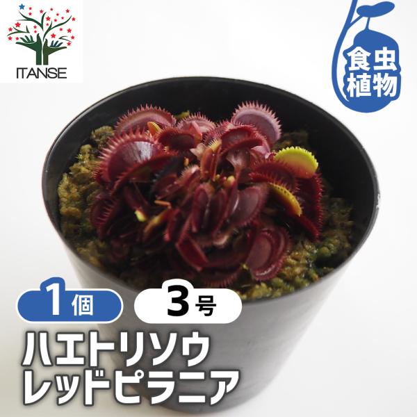 【品種特徴】数あるハエトリソウの園芸品種の中でも、人気の高い「レッドピラニア」。南米の肉食魚ピラニアの鋭い歯を思わせる、短く三角形のトゲ(感覚毛)が特徴。また、日光によく当てることで、捕虫葉の内側が美しいワインレッドに染まります。虫を捕らえ...