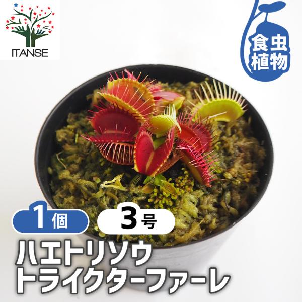 【品種特徴】ドイツ語で「漏斗の罠(Trichterfalle)」を意味する名前を持つ品種です。その名の通り、捕虫葉がやや立ち上がるように成長するのが特徴です。日光によく当てると、捕虫葉の内側が鮮血のような濃い赤色に染まり、緑の葉とのコントラ...