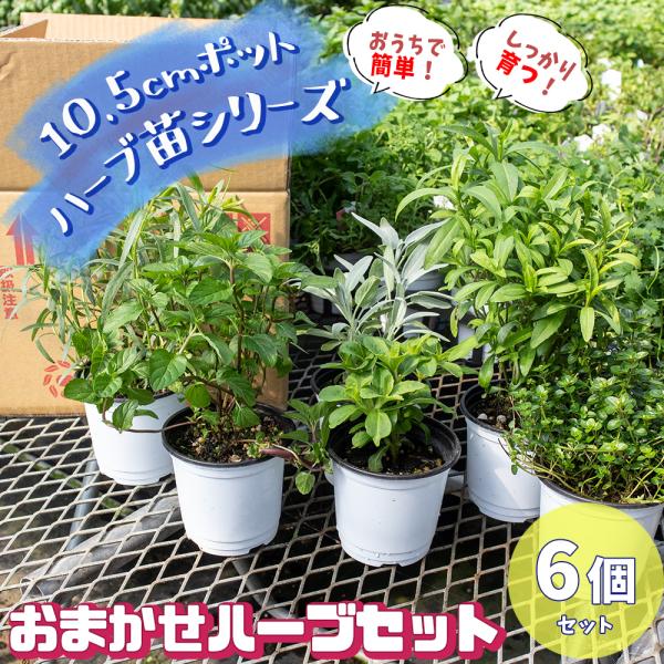 【検索キーワード】ハーブ苗 ハーブの苗 herb苗 花苗 花の苗 野菜苗 野菜の苗 栽培セット 栽培キット セット販売 セット商品 家庭菜園 ガーデニング プランター 花壇 鉢植え コンテナ 寄植え 寄せ植え 室内栽培 ベランダ栽培 ベラン...