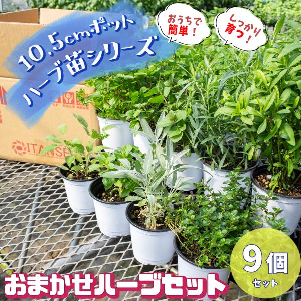 【検索キーワード】ハーブ苗 ハーブの苗 herb苗 花苗 花の苗 野菜苗 野菜の苗 栽培セット 栽培キット セット販売 セット商品 家庭菜園 ガーデニング プランター 花壇 鉢植え コンテナ 寄植え 寄せ植え 室内栽培 ベランダ栽培 ベラン...