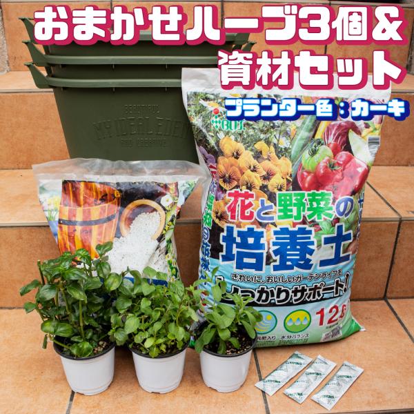 【検索キーワード】ハーブ苗 ハーブの苗 herb苗 花苗 花の苗 野菜苗 野菜の苗 栽培セット 栽培キット セット販売 セット商品 家庭菜園 ガーデニング プランター 花壇 鉢植え コンテナ 寄植え 寄せ植え 室内栽培 ベランダ栽培 ベラン...