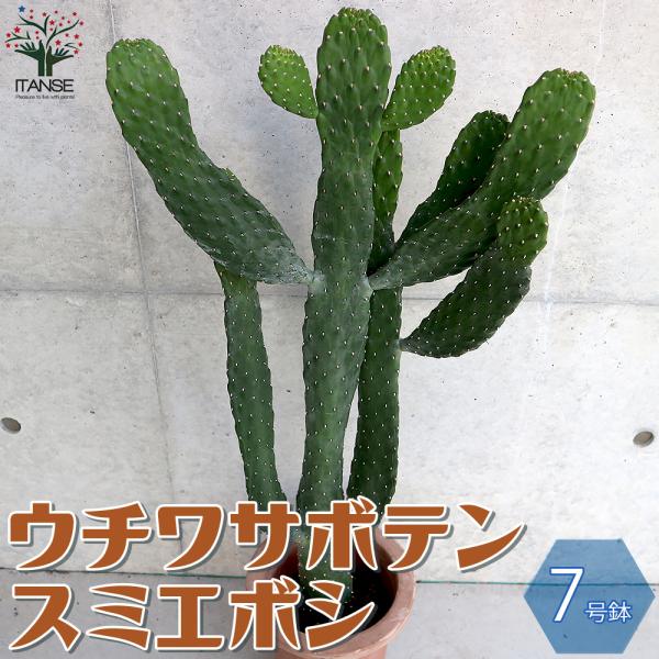 バンザイをしているような姿がとってもかわいくて見てると元気になるウチワサボテン【墨烏帽子 スミエボシ】です。棘がほとんどなく、触っても痛くないです。サボテンなのでお手入れかんたんです。【検索キーワード】サボテン さぼてん 仙人掌 多肉植物 ...