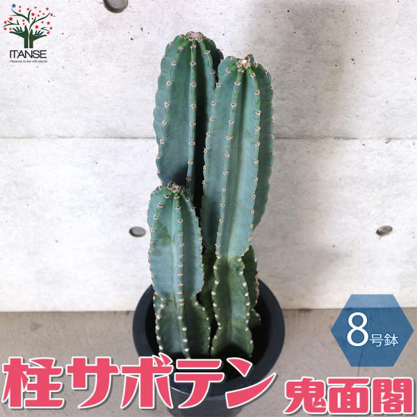 トゲトゲしていないタイプのサボテンです。トゲが小さくて少ないのでとても扱いやすい品種です。個性的な見た目で、お部屋にアクセントを加えることができます。キメンカク（鬼面角、学名：Cereus peruvianus）は、サボテン科ケレウス属の大...