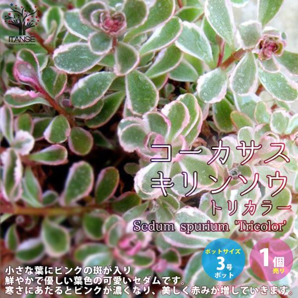 コーカサスキリンソウ・トリカラーはやや立性タイプのセダム。斑入りの葉色は、寒さにあたると美しく赤みが増していきます。暑さ寒さにも強く、横に広がります。コーカサスキリンソウは５ｍｍほどの小さな葉にピンクの斑が入り鮮やかで優しい葉色の可愛いセダ...