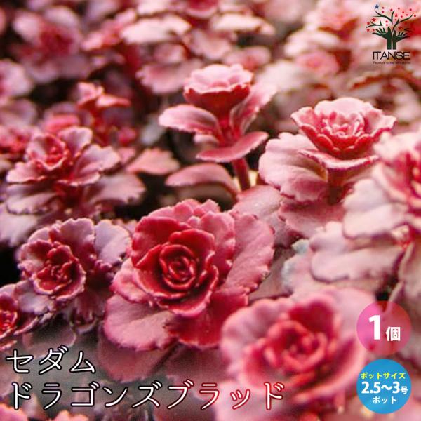 美しく特徴的な赤銅色の葉色から「ドラゴンズブラッド」と名付けられました。乾燥によく耐え、暑さ寒さにも強い、初心者でも育てやすい品種です。コーカサスキリンソウの仲間で多肉らしい肉厚の葉は、季節や個体差で赤緑からワインレッド、赤銅色と色幅がみら...