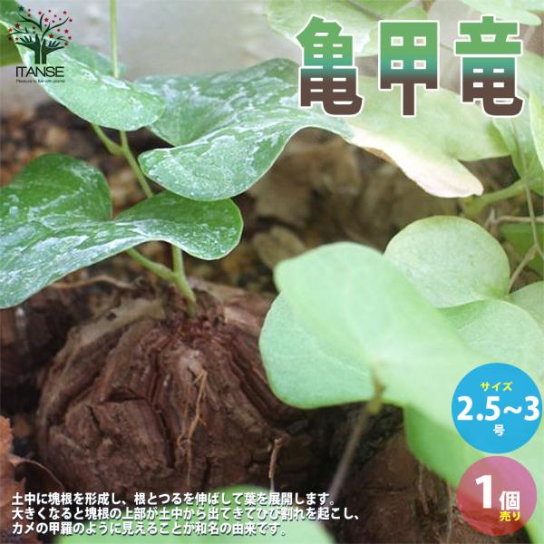 亀甲竜は、南アフリカの「東ケープ州から西ケープ州」の乾燥地帯に自生する多肉植物です。 和名の由来は、大きくなると塊根の上部が土中から出てきて、ひび割れを起こし、カメの甲羅のように見えるためです。 本種は、アフリカ亀甲竜とも呼ばれ、冬型の塊根...