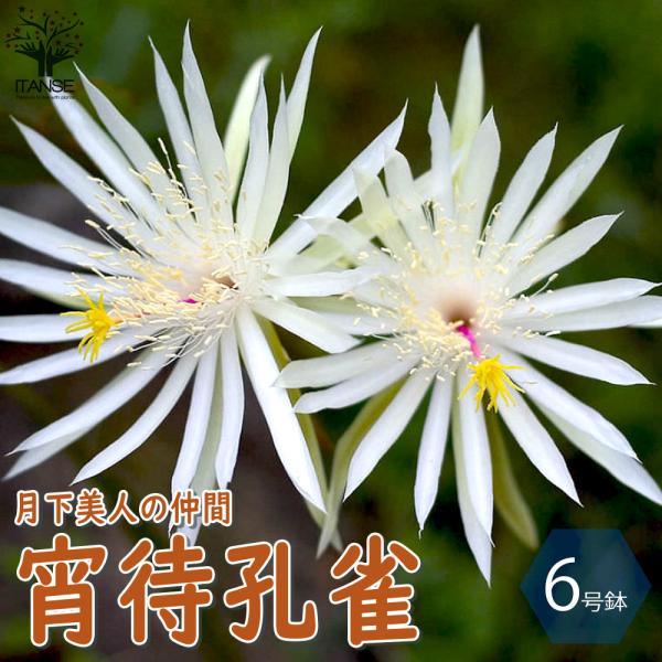 宵待孔雀は、月下美人の交配種で、孔雀サボテンとも呼ばれているサボテンの一種です。 一晩しか咲かない美しい白い花が特徴で、宵を待つという名の通り、日が暮れると花が開きます。 朝にはしぼみますが、白く細長い花びらを孔雀のように、放射状に広がる花...