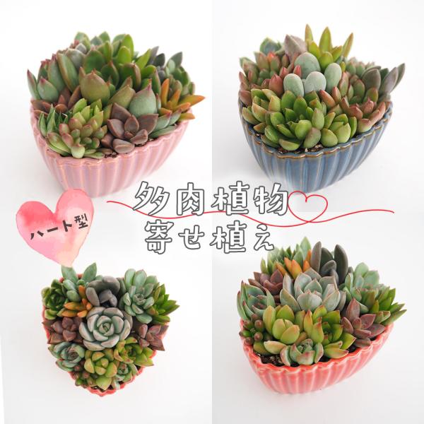 プレゼントにも最適！ かわいいハート型の陶器鉢に、ギッチリ多肉が植わっています。 どこにでも置きやすいサイズ感で、室内で育成可能です。 1鉢の中で高低差が出たり、色合いが美しくなるように品種選定して植えこみました。 プロが植えこんだ寄せ植え...