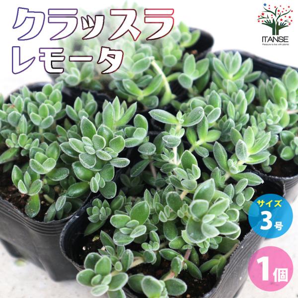レモータは、細毛に覆われた葉がシルバーリーフに見えるクラッスラです。 セダムとして流通していることもあります。 夏のブルーグレーも、冬の深紫色も、ともに綺麗です。 生命力が強く、若い芽を摘んで土に挿しておくと、けっこう早く根付いてどんどん増...