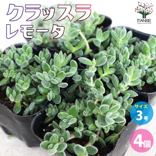 レモータは、細毛に覆われた葉がシルバーリーフに見えるクラッスラです。 セダムとして流通していることもあります。 夏のブルーグレーも、冬の深紫色も、ともに綺麗です。 生命力が強く、若い芽を摘んで土に挿しておくと、けっこう早く根付いてどんどん増...