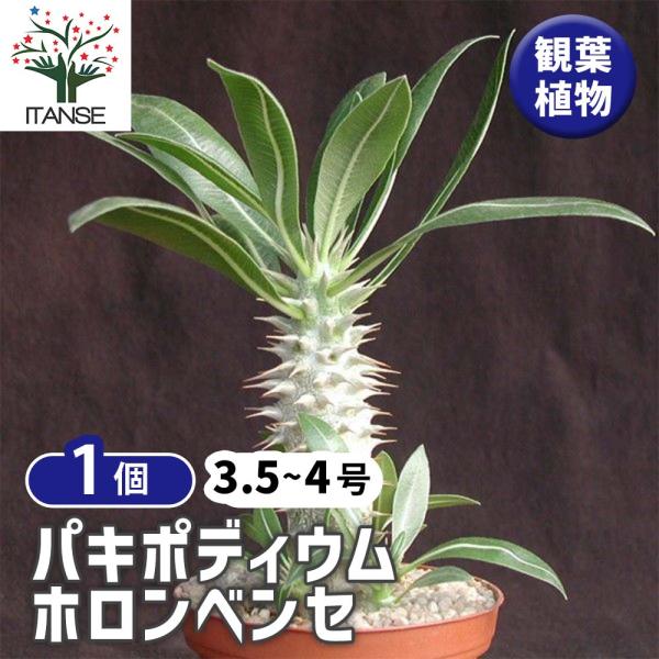 ホロンベンセは、コーデックスと呼ばれる塊根植物の一種です。根本から膨らむように肥大化し、トゲをたくさんつけた姿は他では見られないユニークな魅力があります。樹形だけで十分に観賞価値があるのですが、春になると、釣り鐘のような形の、鮮やかな黄色の...