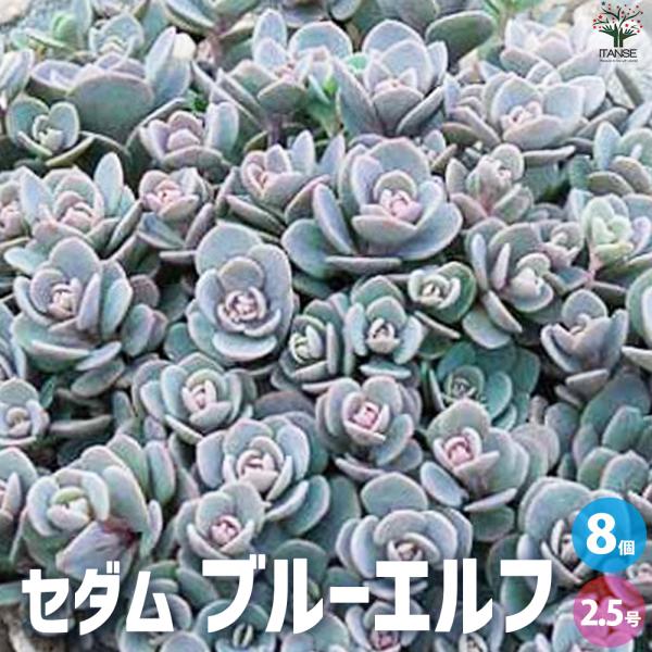 【PVP登録申請中：品種名BlueElf/営利目的の増殖は禁止されています】【品種特徴】2016年オランダの「プランタリウムショウ」で金賞を受賞した、世界的に評価されている品種です。当時世界初、セダム属と、オロスキタス属のハイブリット品種で...