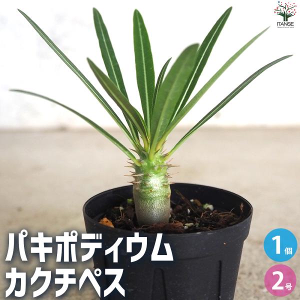 パキポディウム カクチベスは、コーデックスと呼ばれる塊根植物の一種です。パキポディウムの中でも黄色く大きな花が魅力的な品種です。ぷっくりと低く広がるような塊茎が特徴的で、生長するにしたがって、枝の数はどんどん増えていきます。また、パキポディ...