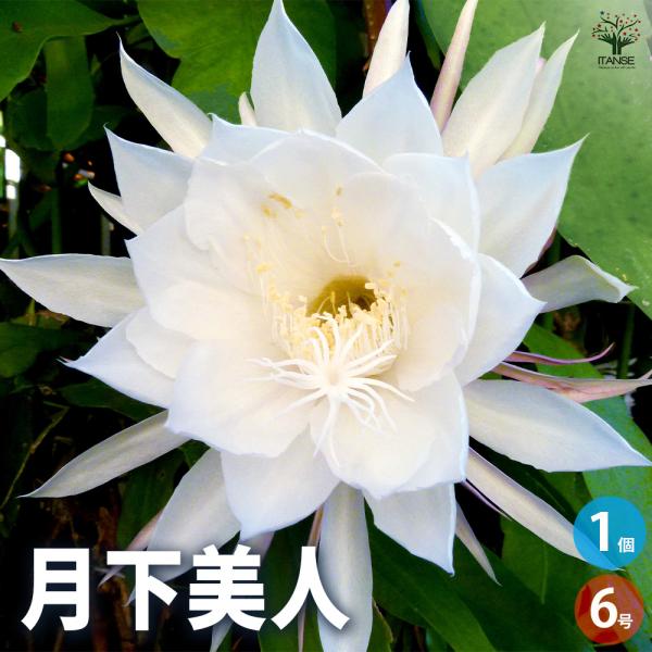 【品種特徴】一夜限りで咲いてその日の朝には萎んでしまう一日花ですが、目を奪われるような美しい白い大輪の花は、見る価値が十分にあります。そして咲き始めると匂いでわかる程、強い香りがあります。一夜しか咲きませんが、年に数回咲くので花が咲く様子を...