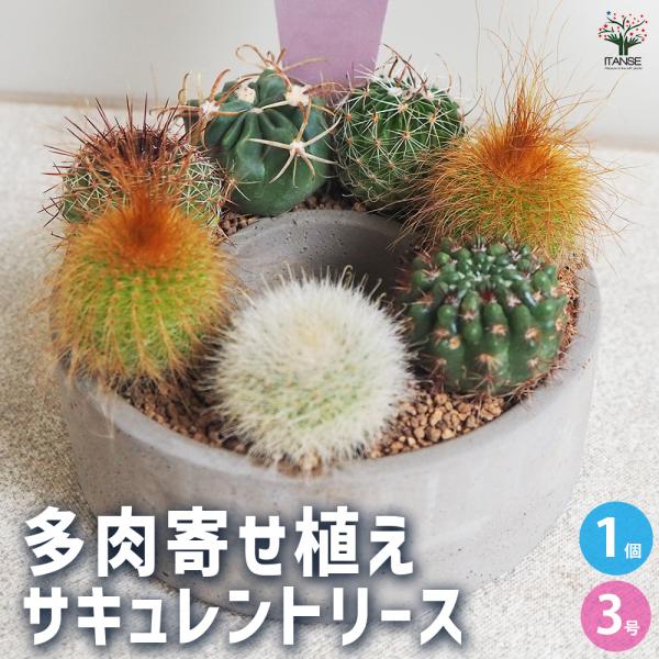 【商品の特徴】プレゼントにも最適！色とりどりの多肉植物が、彩り豊かに寄植えされた商品です。サキュレントリースとは、本来はセダムやハオルチアといった多肉植物を模したフェイクグリーンを使った壁掛けのリースのこと。こちらの商品は、それに倣ってリー...